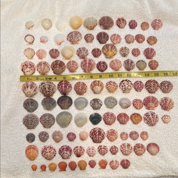 Other | 10 Sanibel Island Scallop Sea Shells Wide Variety Of Sizes And ...
